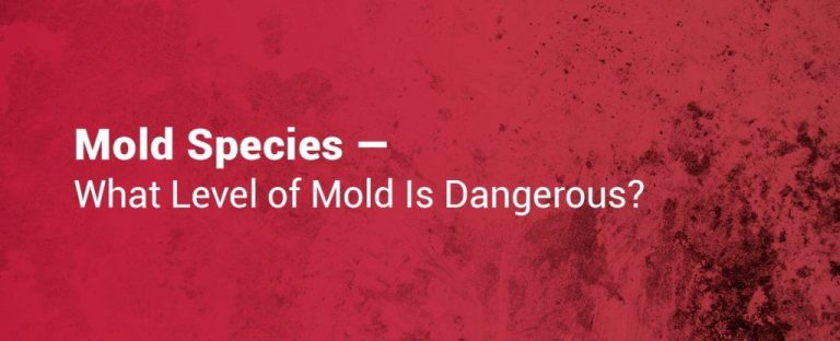 What Level of Mold is Dangerous? | Unlimited Restorstion
