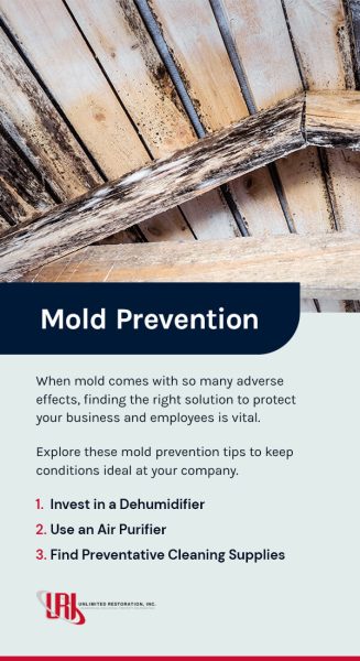 11 Types of Mold and What to Look For | Professional Service