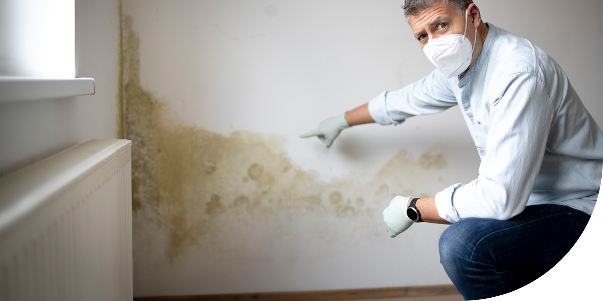 Top 10 Mold Myths Debunked by Experts