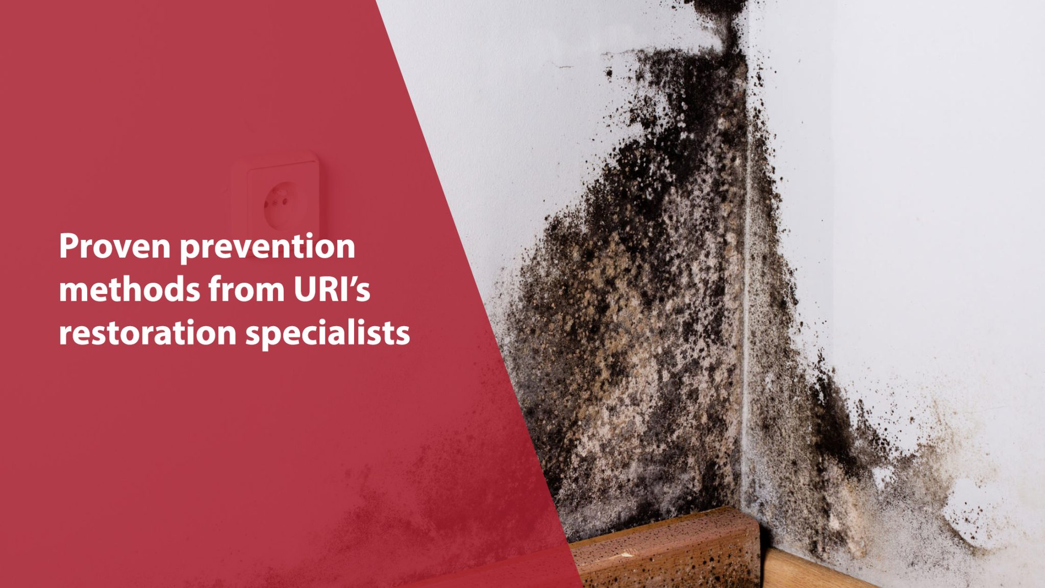 Mold Prevention Tips from URI | Proactive Property Protection | Blog